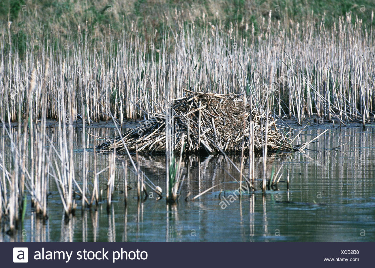 Muskrat Lodge Stock Photos & Muskrat Lodge Stock Images - Alamy