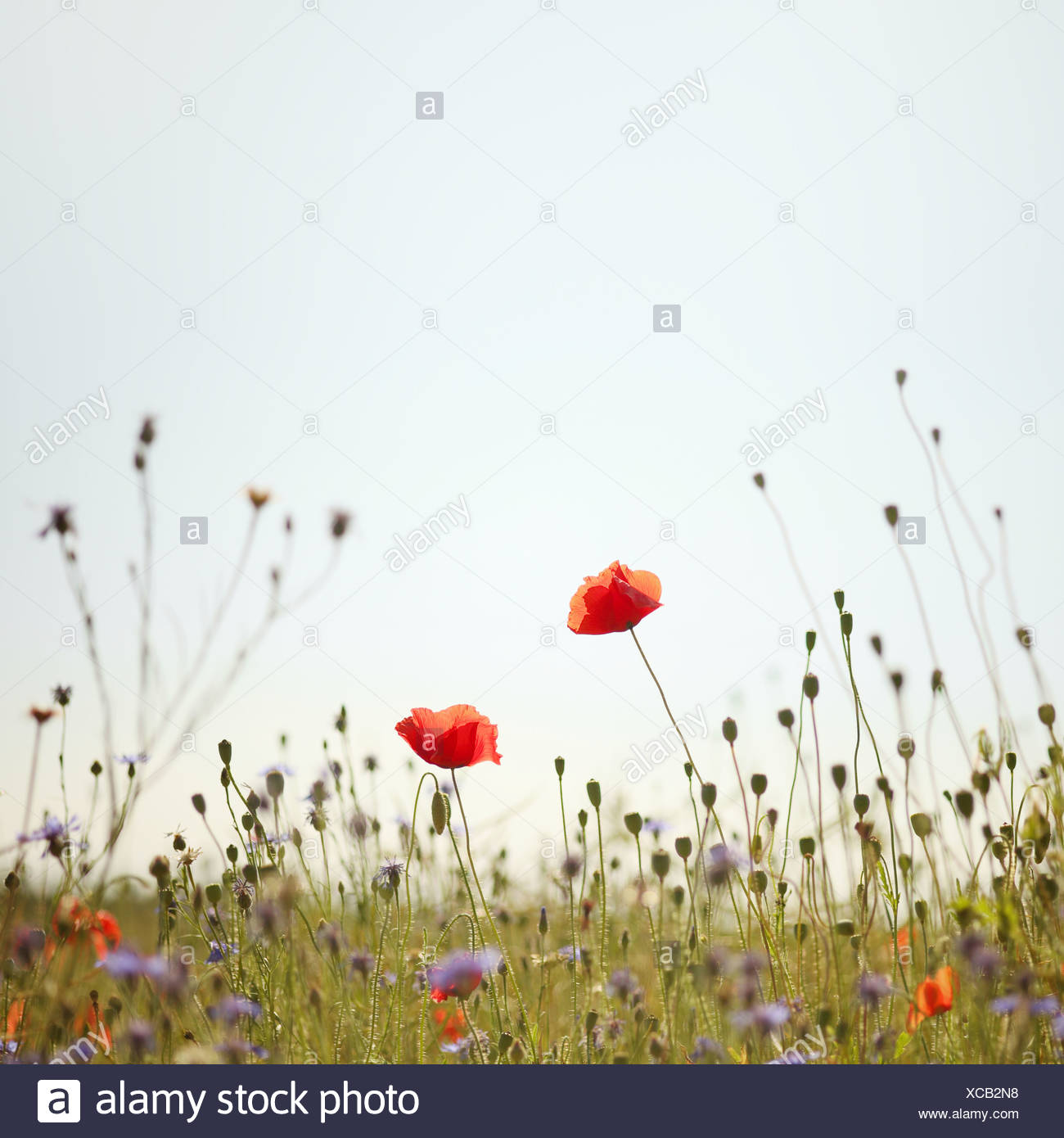 Poppy Flower Stock Photos & Poppy Flower Stock Images - Alamy