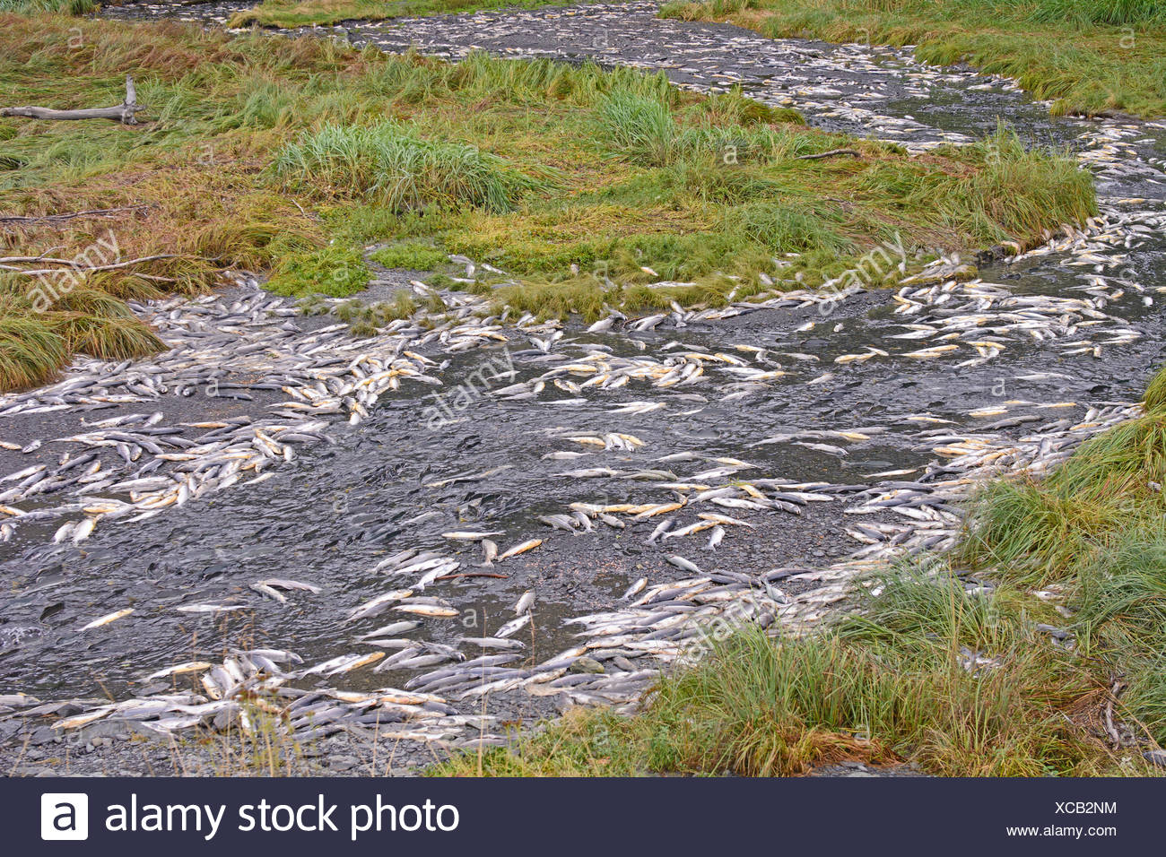 Salmon Spawning And Dying Stock Photos & Salmon Spawning And Dying ...