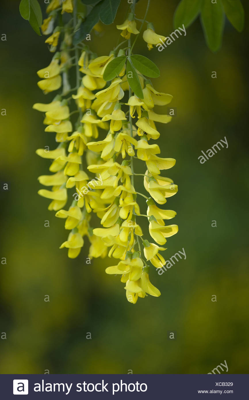 Cytisus Laburnum High Resolution Stock Photography and Images - Alamy