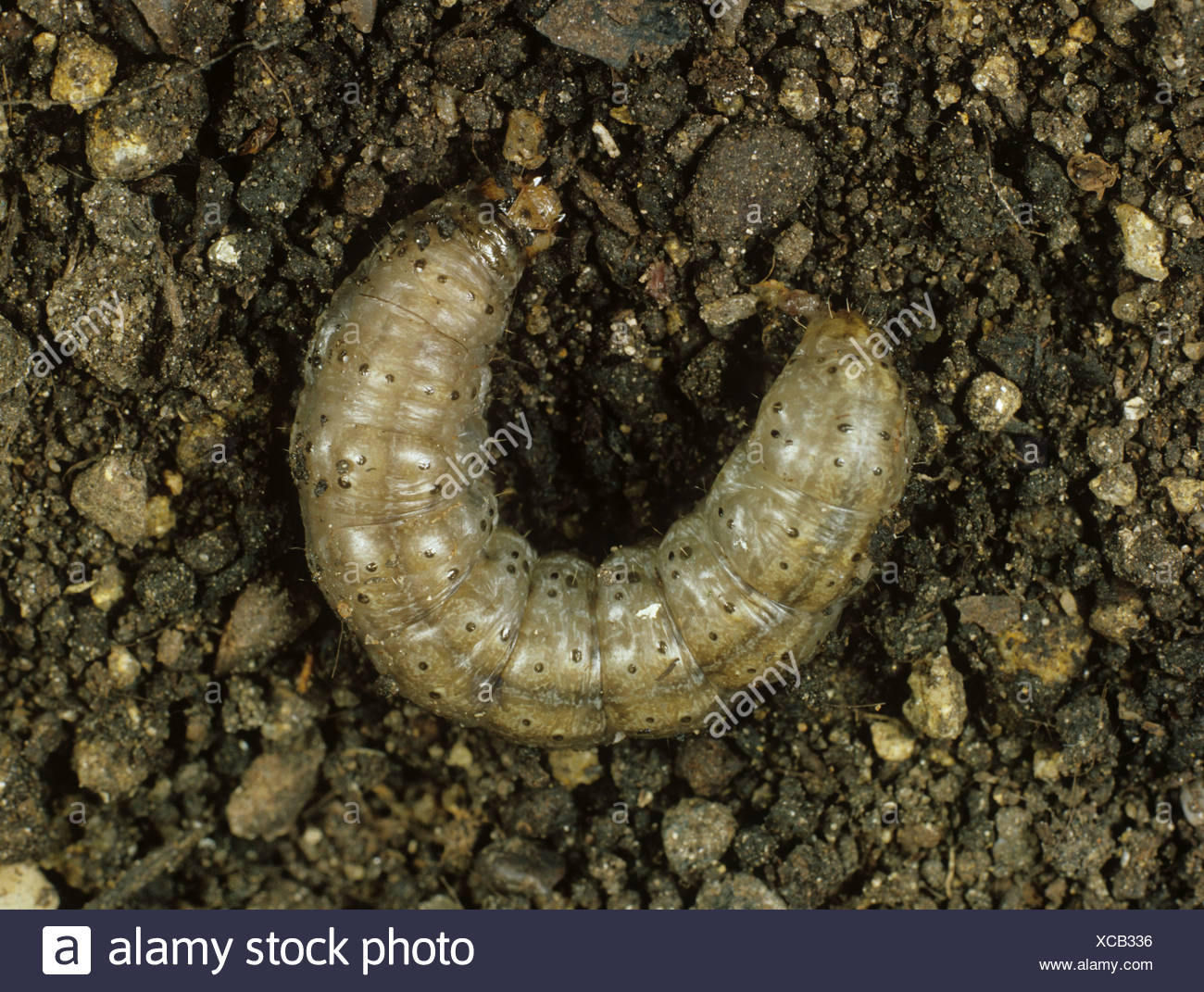 Cutworm High Resolution Stock Photography and Images - Alamy