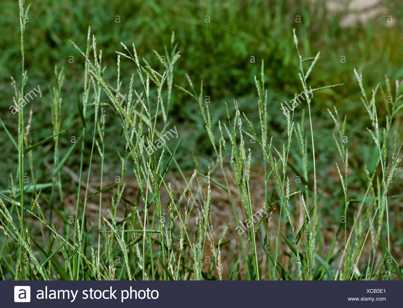 Wiregrass Stock Photos & Wiregrass Stock Images - Alamy