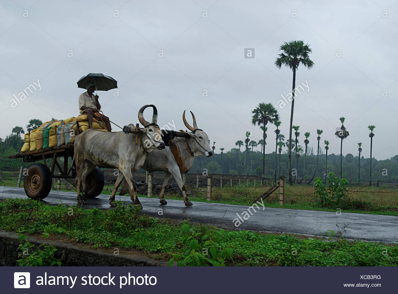 Bulls Carts High Resolution Stock Photography and Images - Alamy