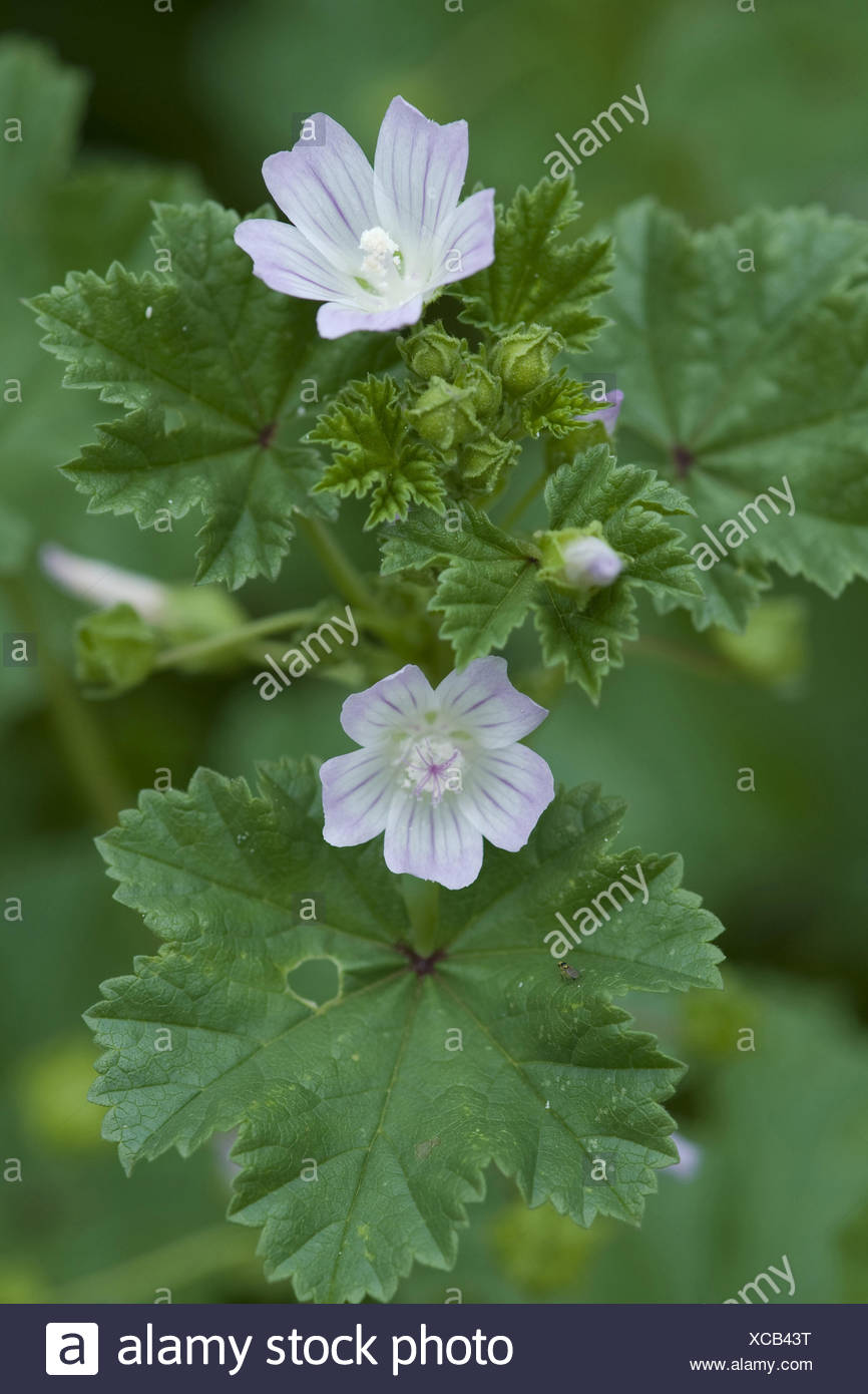 Dwarf Mallow An High Resolution Stock Photography and Images - Alamy