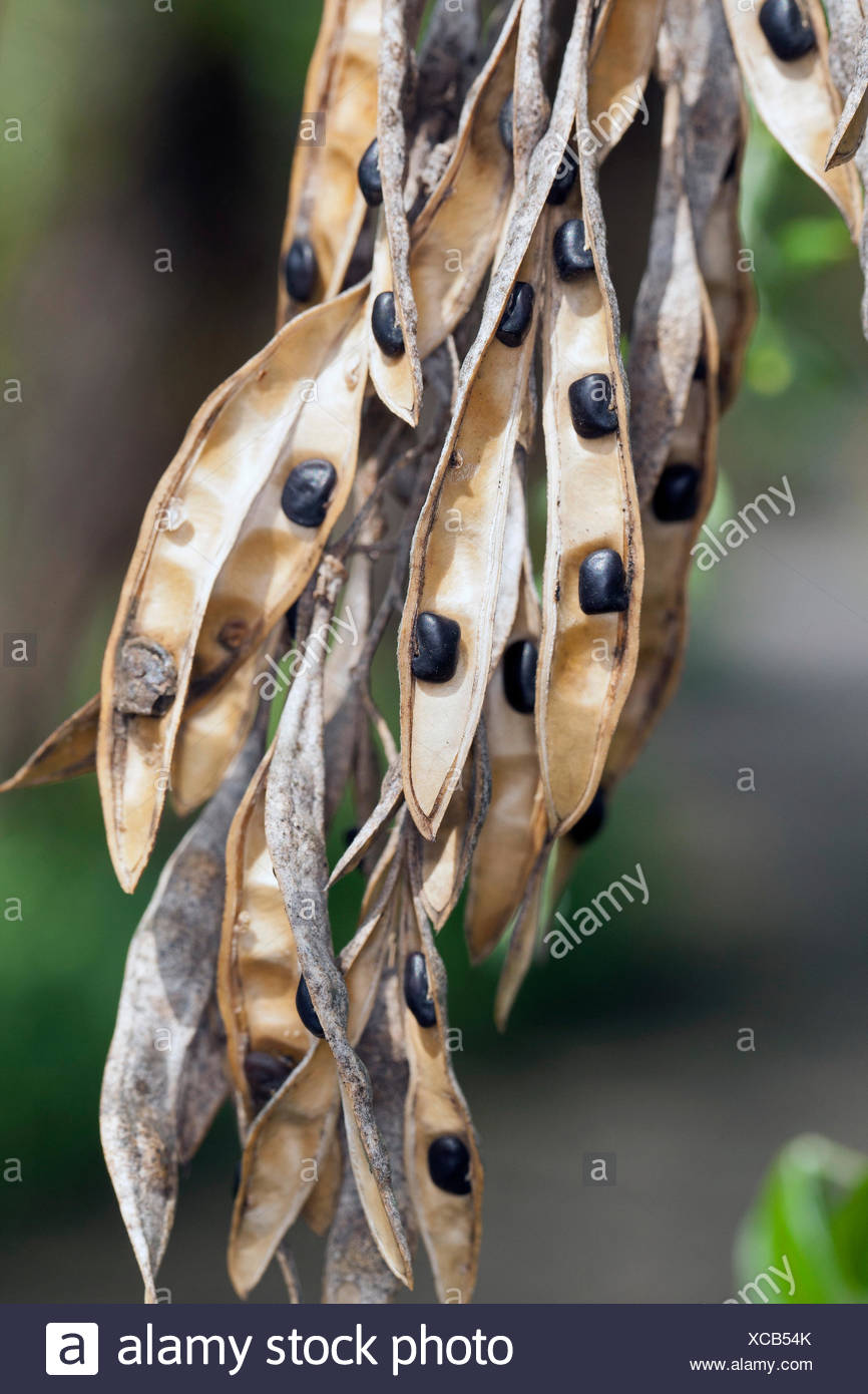 Laburnum Seeds Stock Photos & Laburnum Seeds Stock Images - Alamy