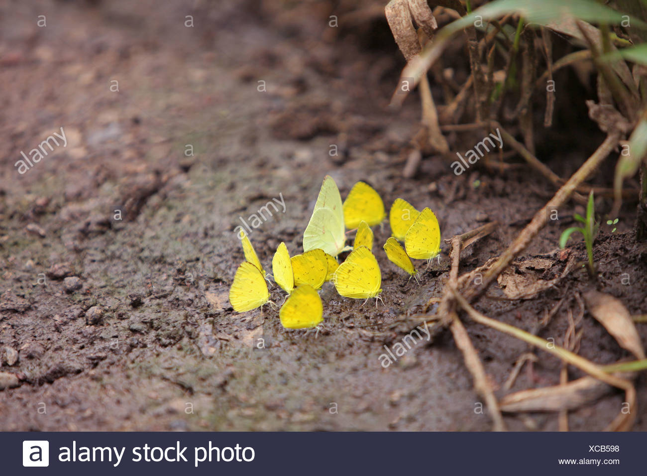 Mud Bugs High Resolution Stock Photography and Images - Alamy