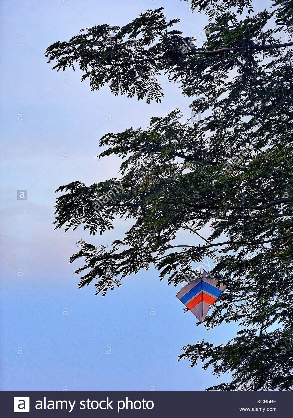Kite Stuck Tree High Resolution Stock Photography and Images - Alamy