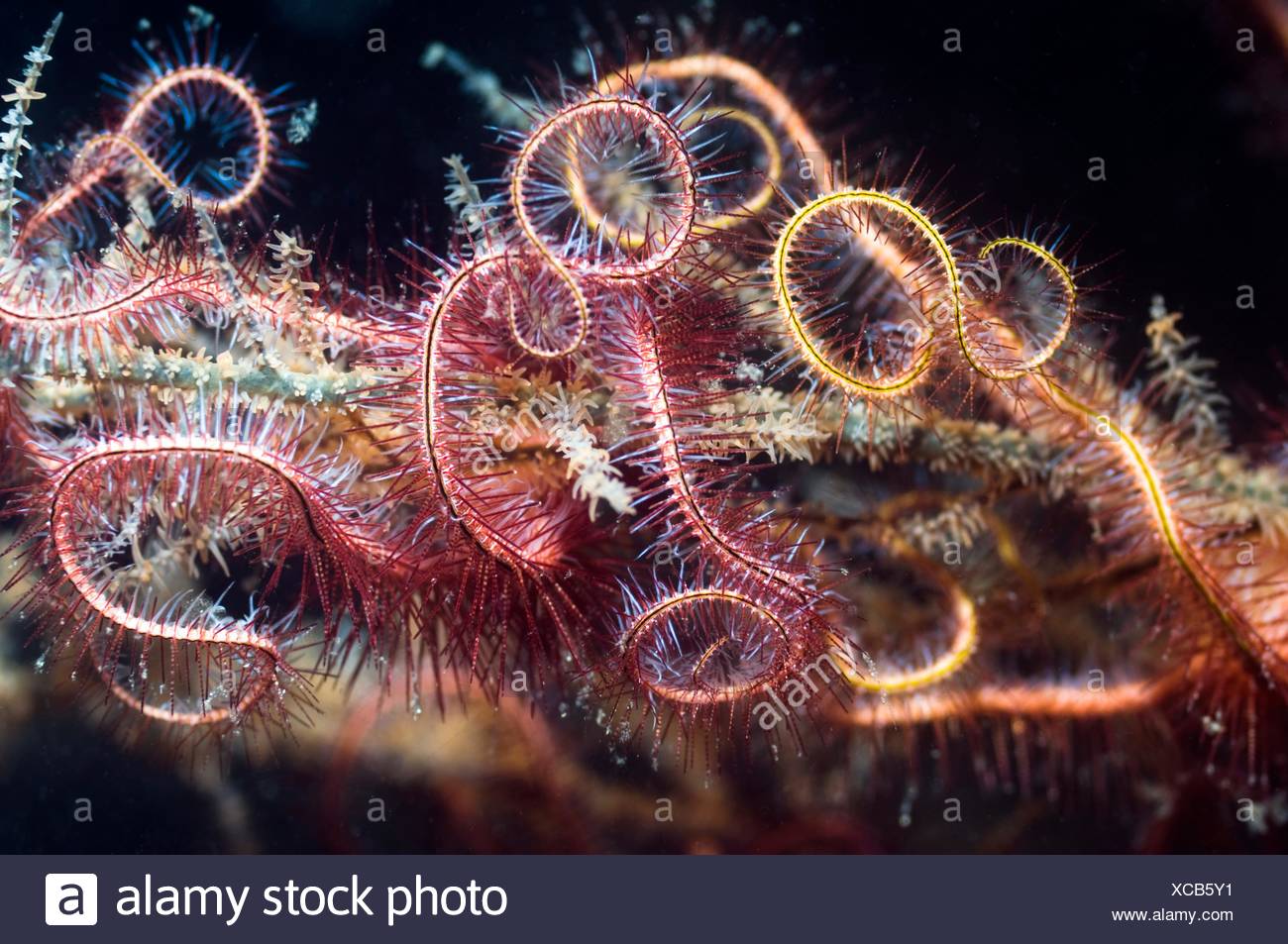 Brittlestar Ophiothrix Purpurea High Resolution Stock Photography and ...