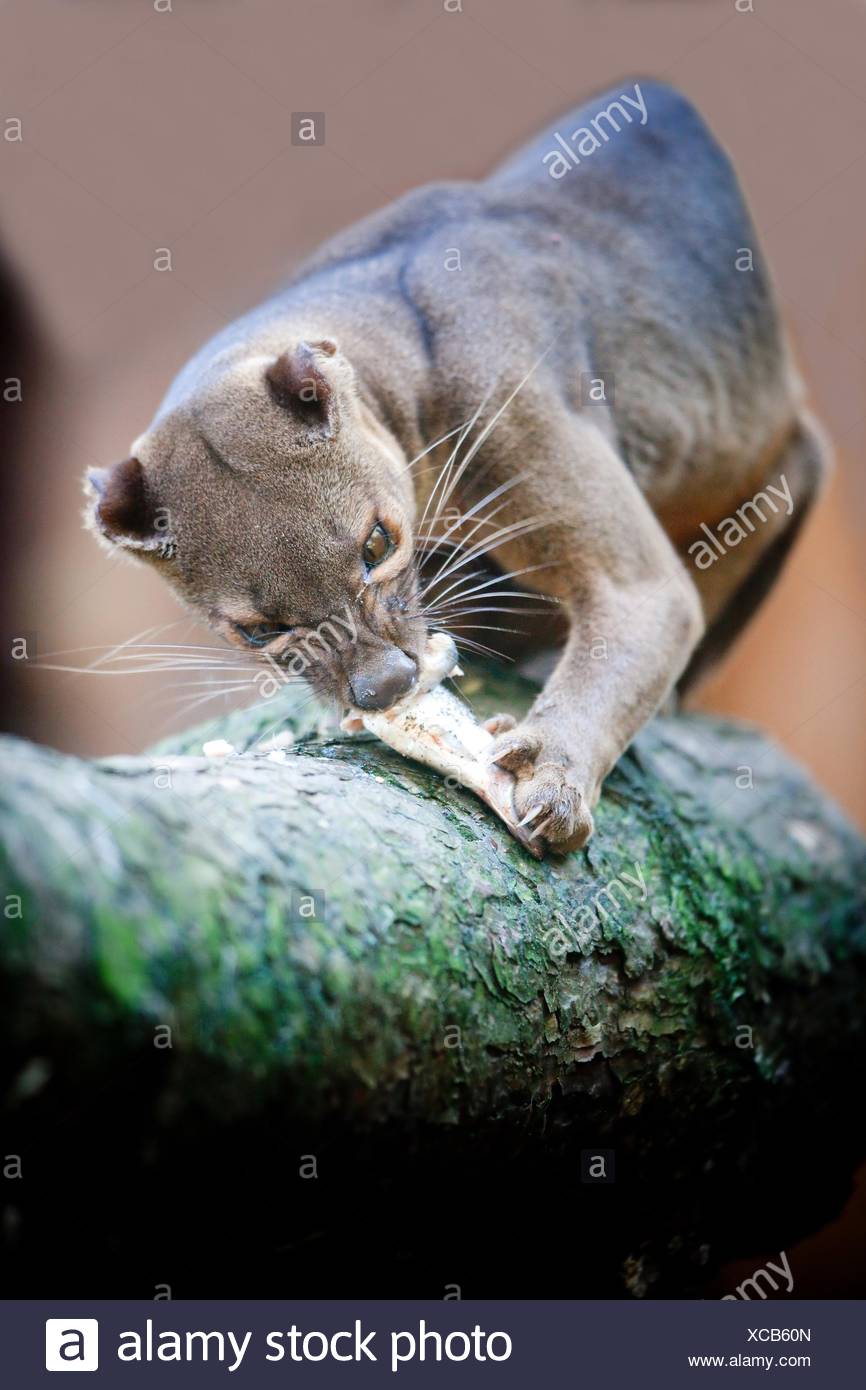 Fossa Eating High Resolution Stock Photography and Images - Alamy