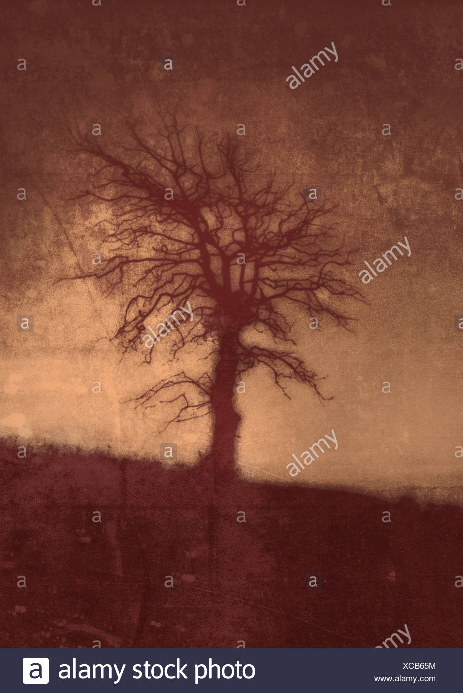 Eerie Tree High Resolution Stock Photography and Images - Alamy