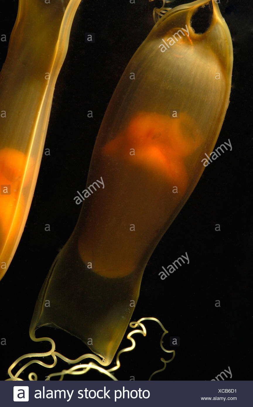 Shark Embryo Egg High Resolution Stock Photography and Images - Alamy