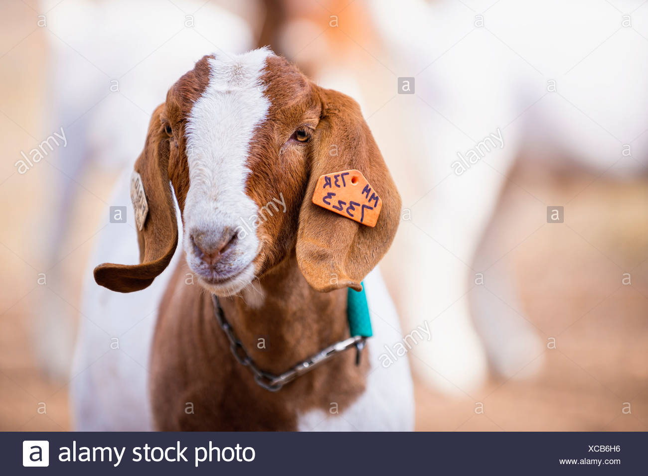 Boer Goat High Resolution Stock Photography and Images - Alamy