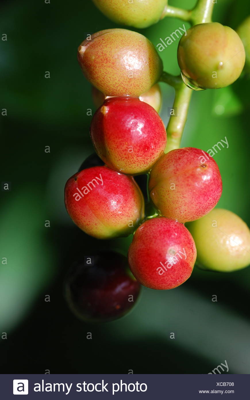 Laurel Fruit High Resolution Stock Photography and Images - Alamy