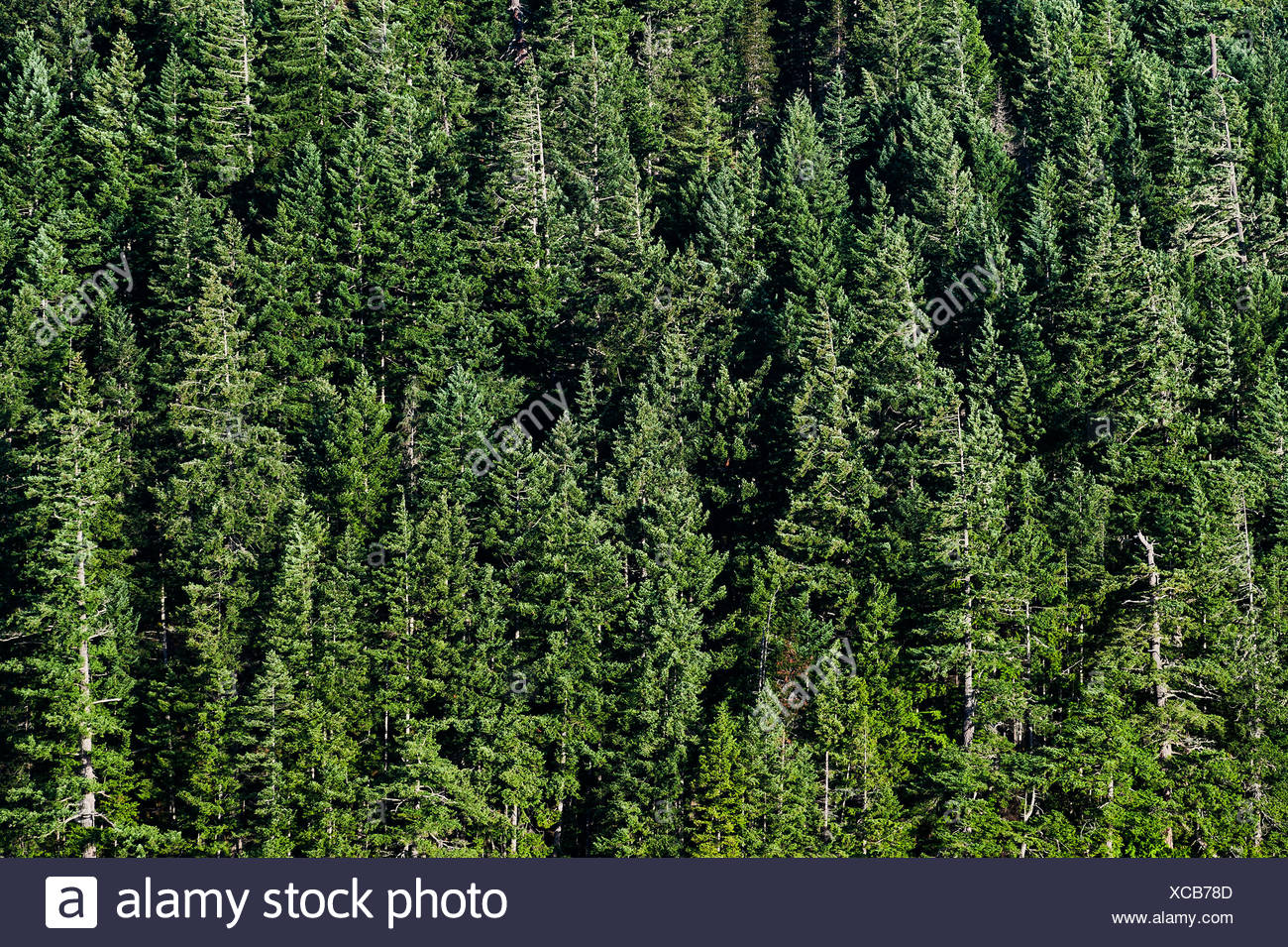 British Forests High Resolution Stock Photography and Images - Alamy