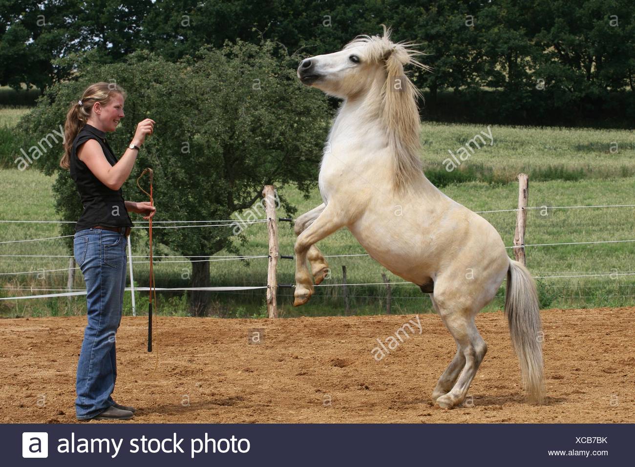 Shetland Pony Horse Rearing Stock Photos & Shetland Pony Horse Rearing ...