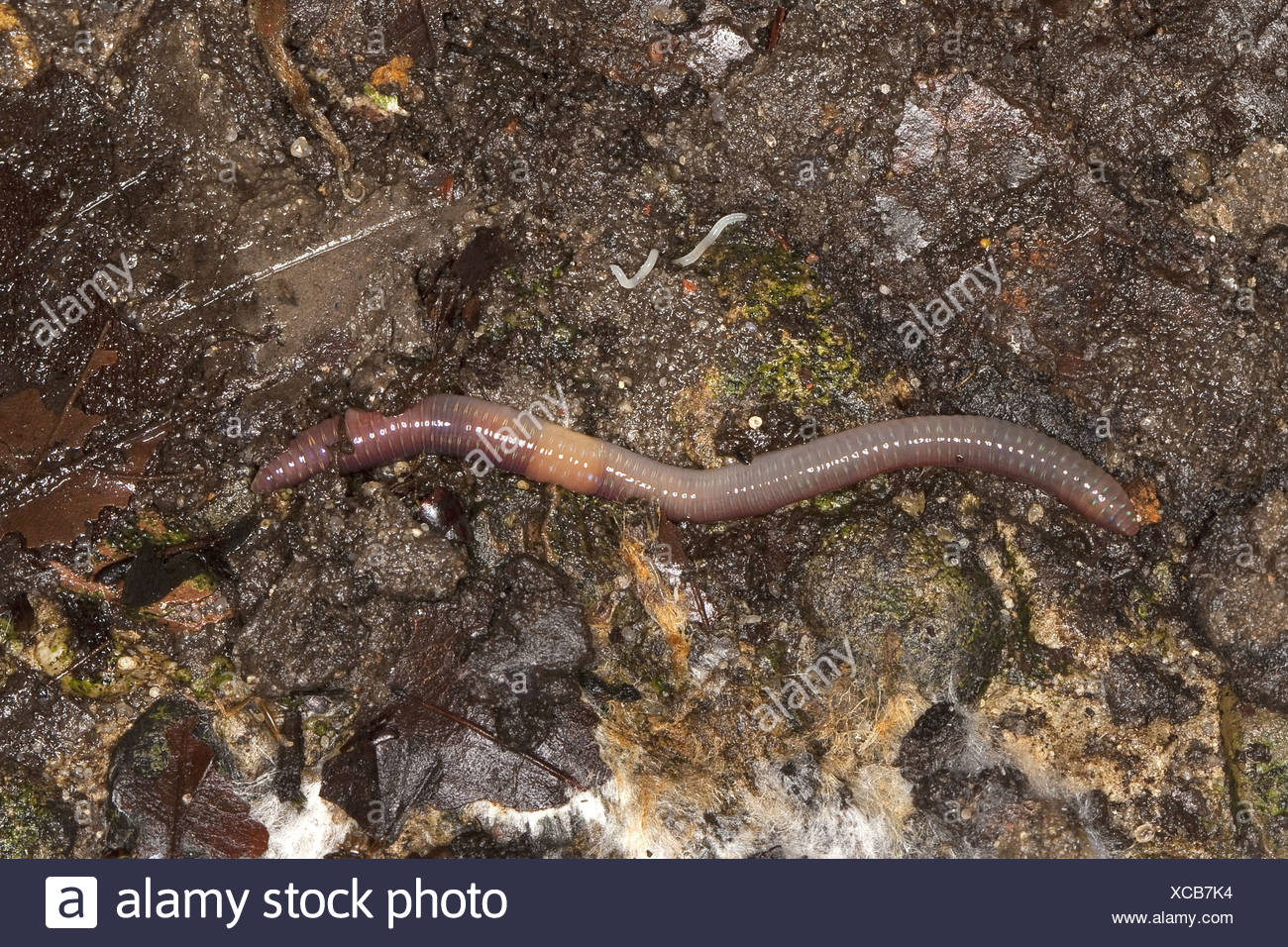 Lob Worms High Resolution Stock Photography and Images - Alamy