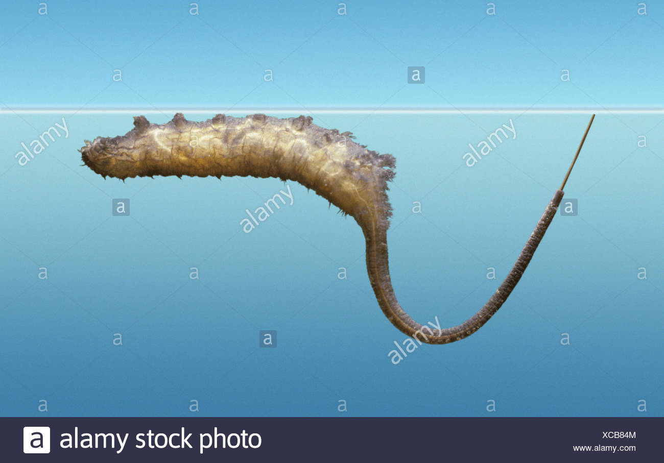 Freshwater Insect Larva High Resolution Stock Photography and Images ...