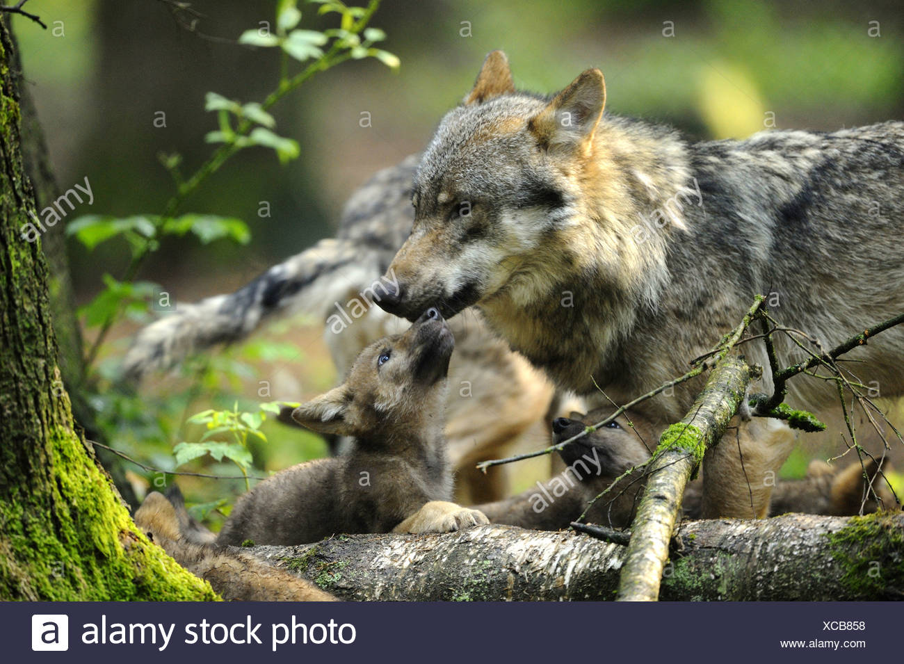 Wolf Sniffing High Resolution Stock Photography and Images - Alamy