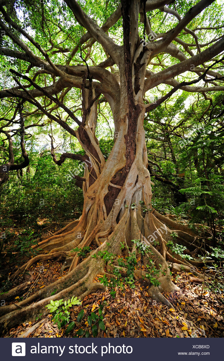 Gnarled Tree Roots High Resolution Stock Photography and Images - Alamy
