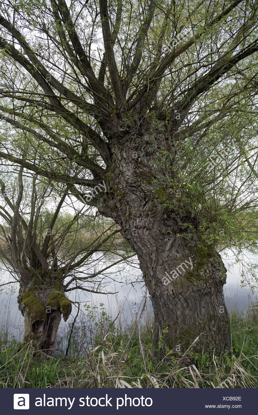 Common Osier Salix Viminalis High Resolution Stock Photography and ...