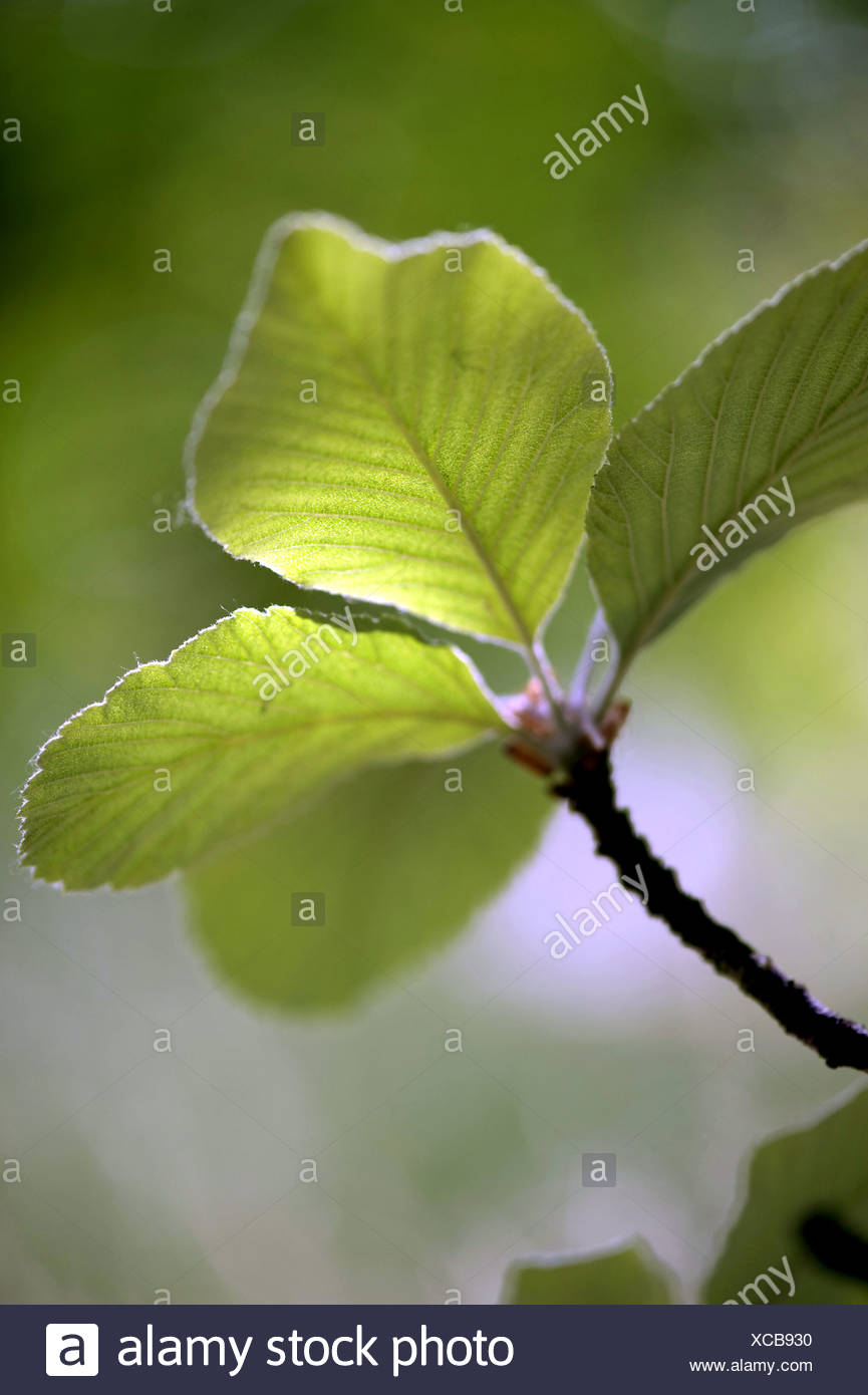 Whitebeam Tree Leaves Sorbus Aria High Resolution Stock Photography and ...