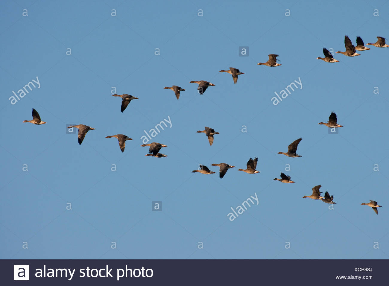 Taiga Bean Goose Anser Fabalis High Resolution Stock Photography and ...