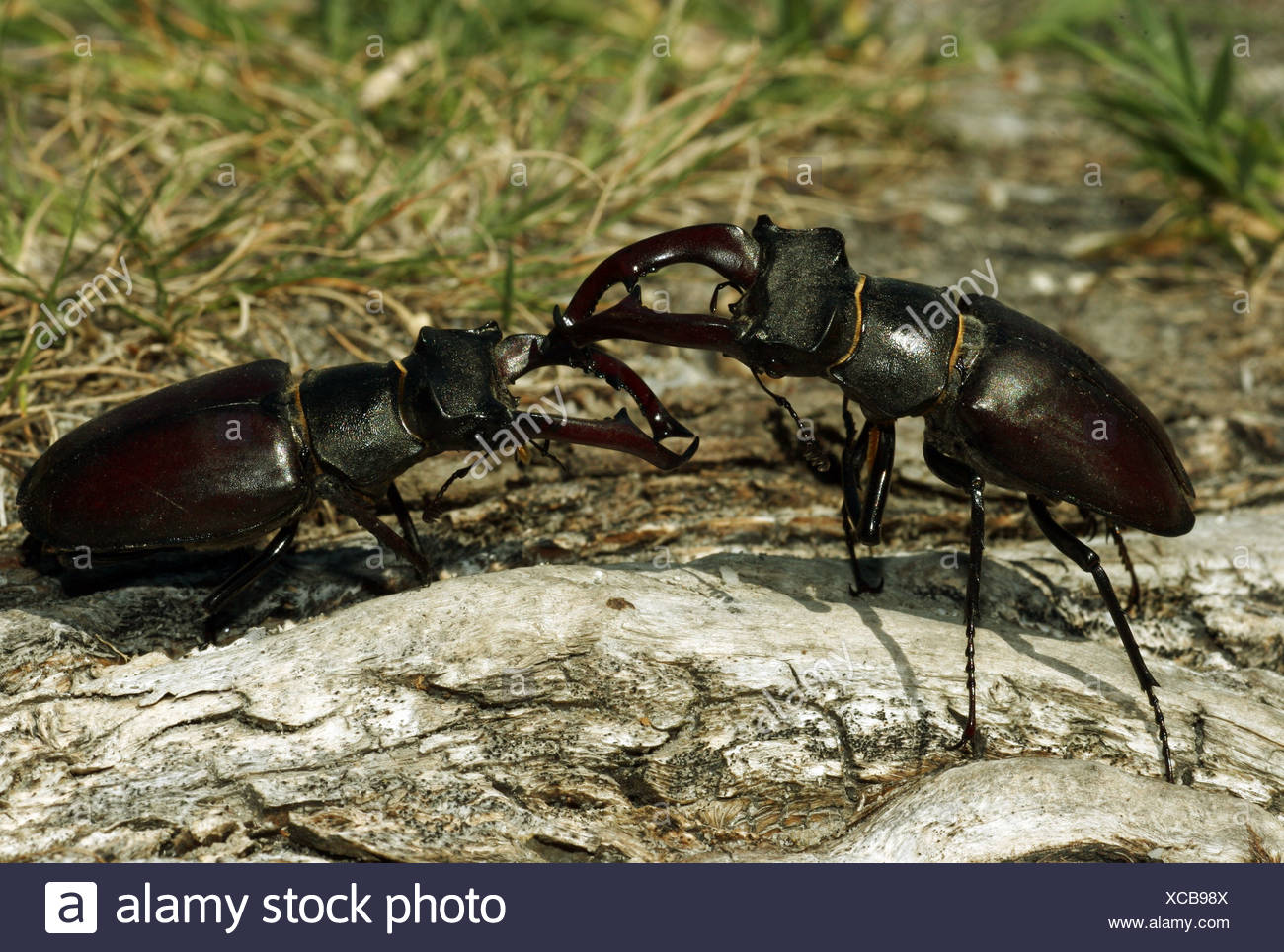 Stag Beetle Fight