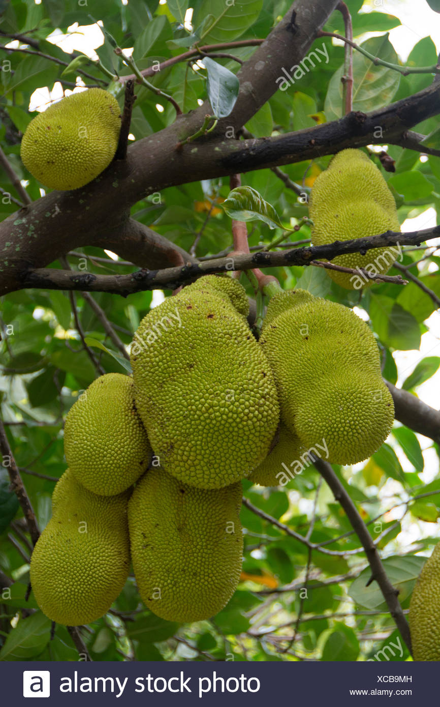 Breadfruit Hawaii High Resolution Stock Photography and Images - Alamy