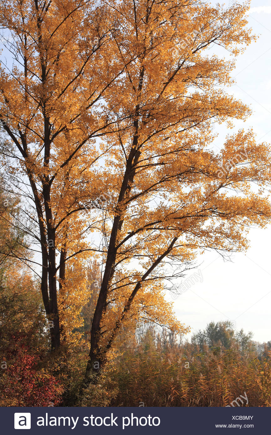 Silver Leaved Poplar High Resolution Stock Photography and Images - Alamy