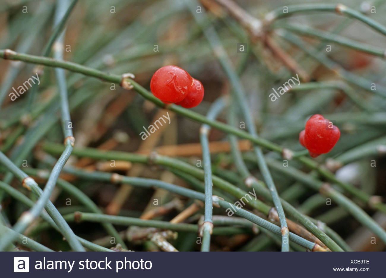 Ma Huang Ephedra Major High Resolution Stock Photography and Images - Alamy