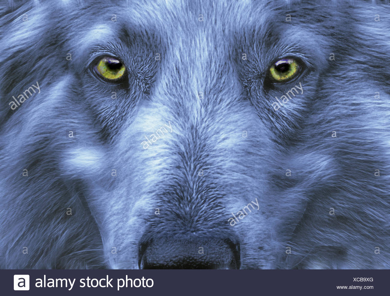 Grey Wolf Close Up High Resolution Stock Photography and Images - Alamy