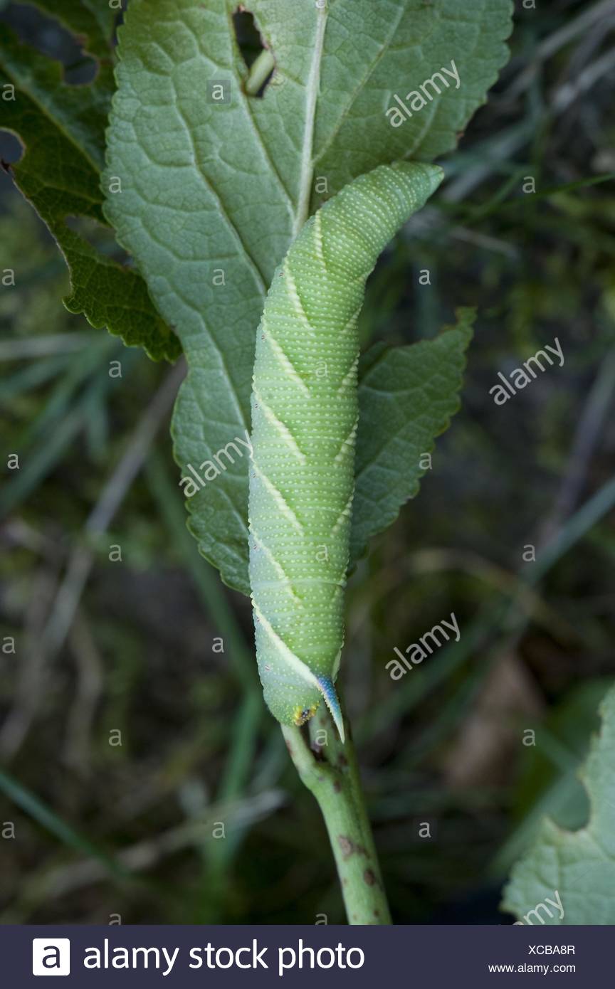 Inchworm Branch High Resolution Stock Photography and Images - Alamy