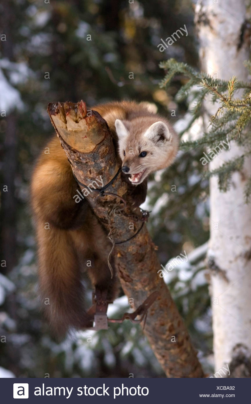 Marten Trap Stock Photos & Marten Trap Stock Images - Alamy