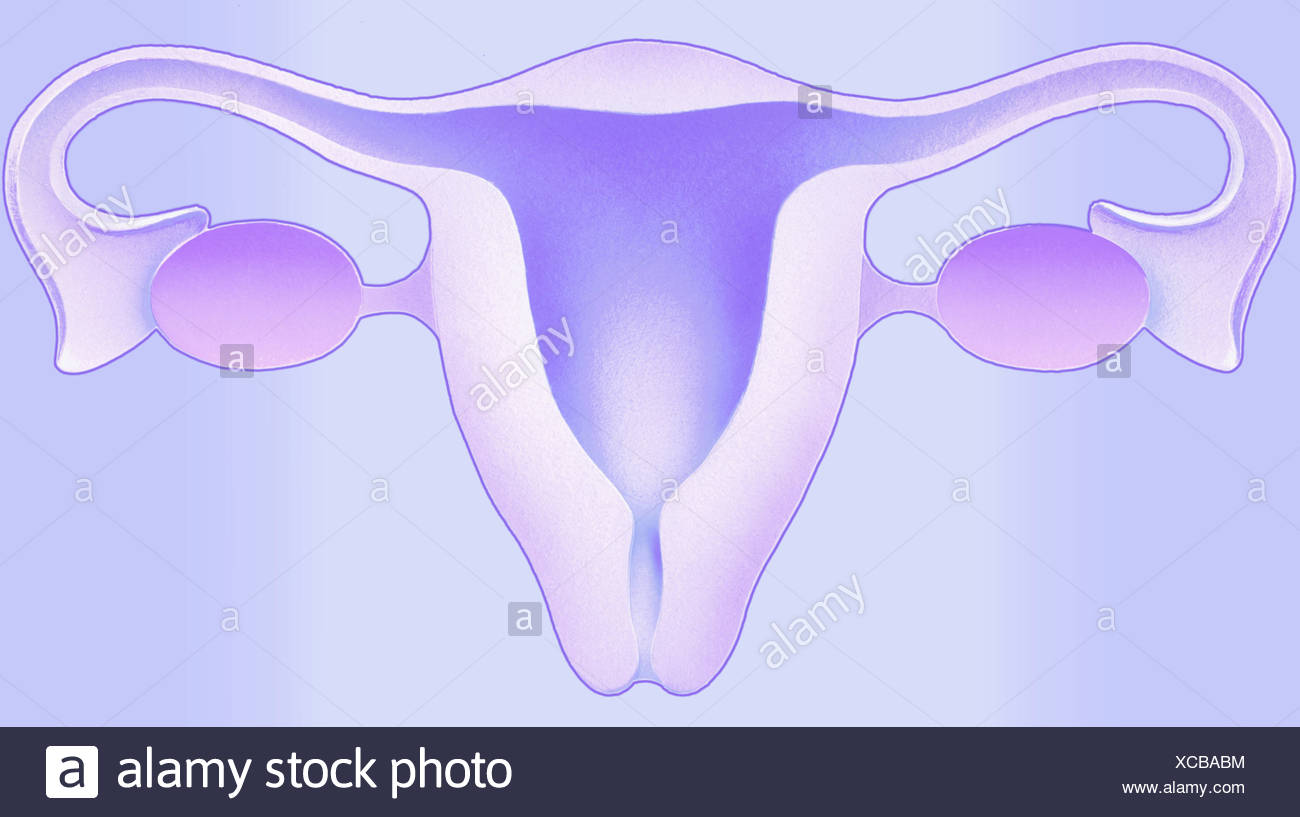 Female Genitals High Resolution Stock Photography and Images - Alamy