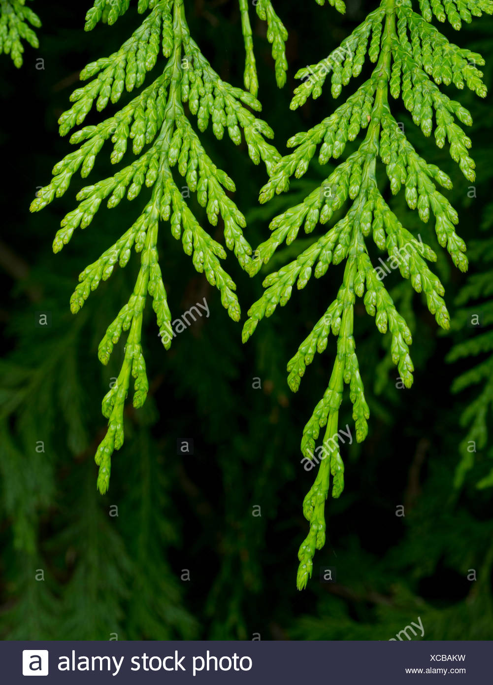 Pacific Cedar High Resolution Stock Photography and Images - Alamy