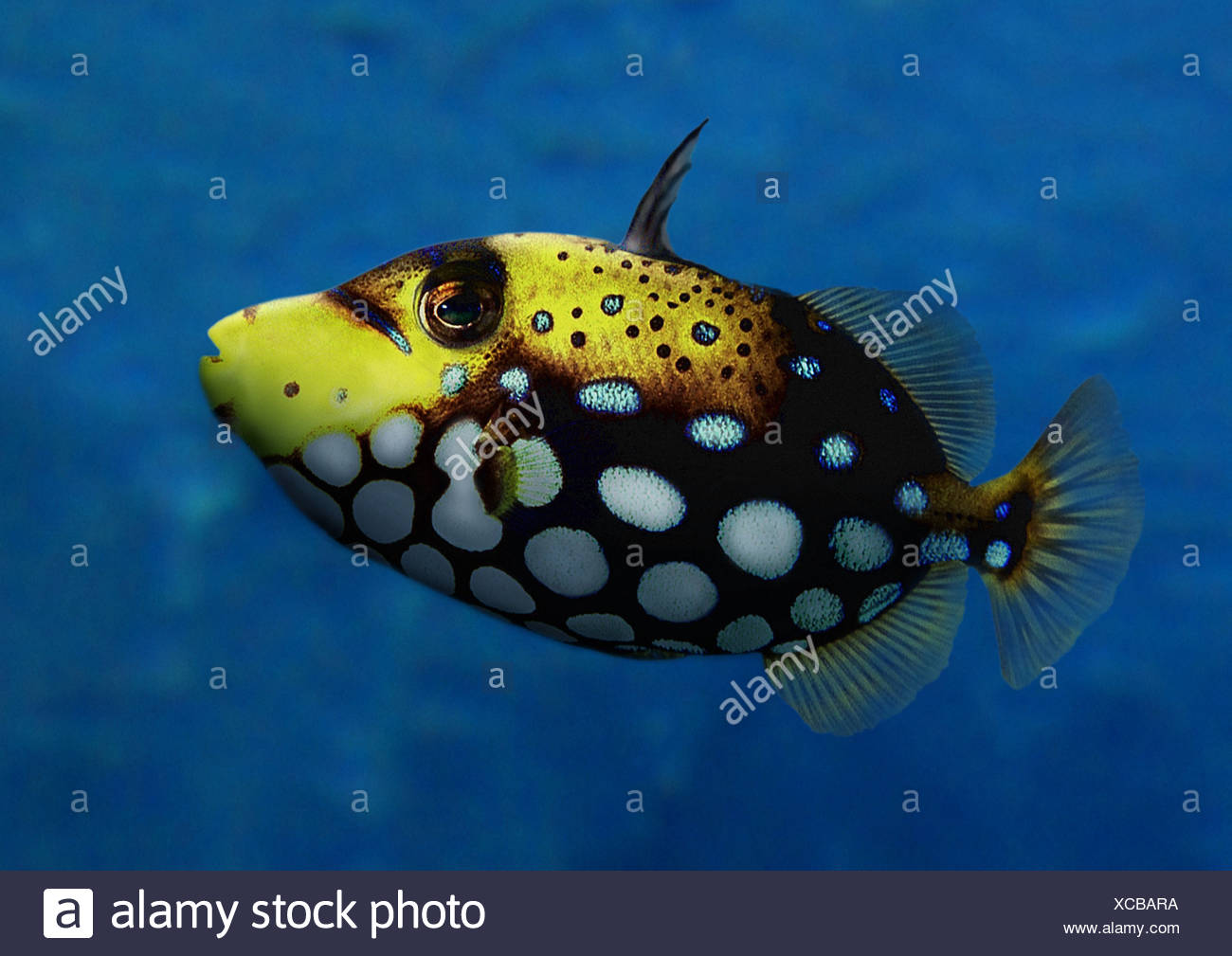 Drueckerfische High Resolution Stock Photography and Images - Alamy