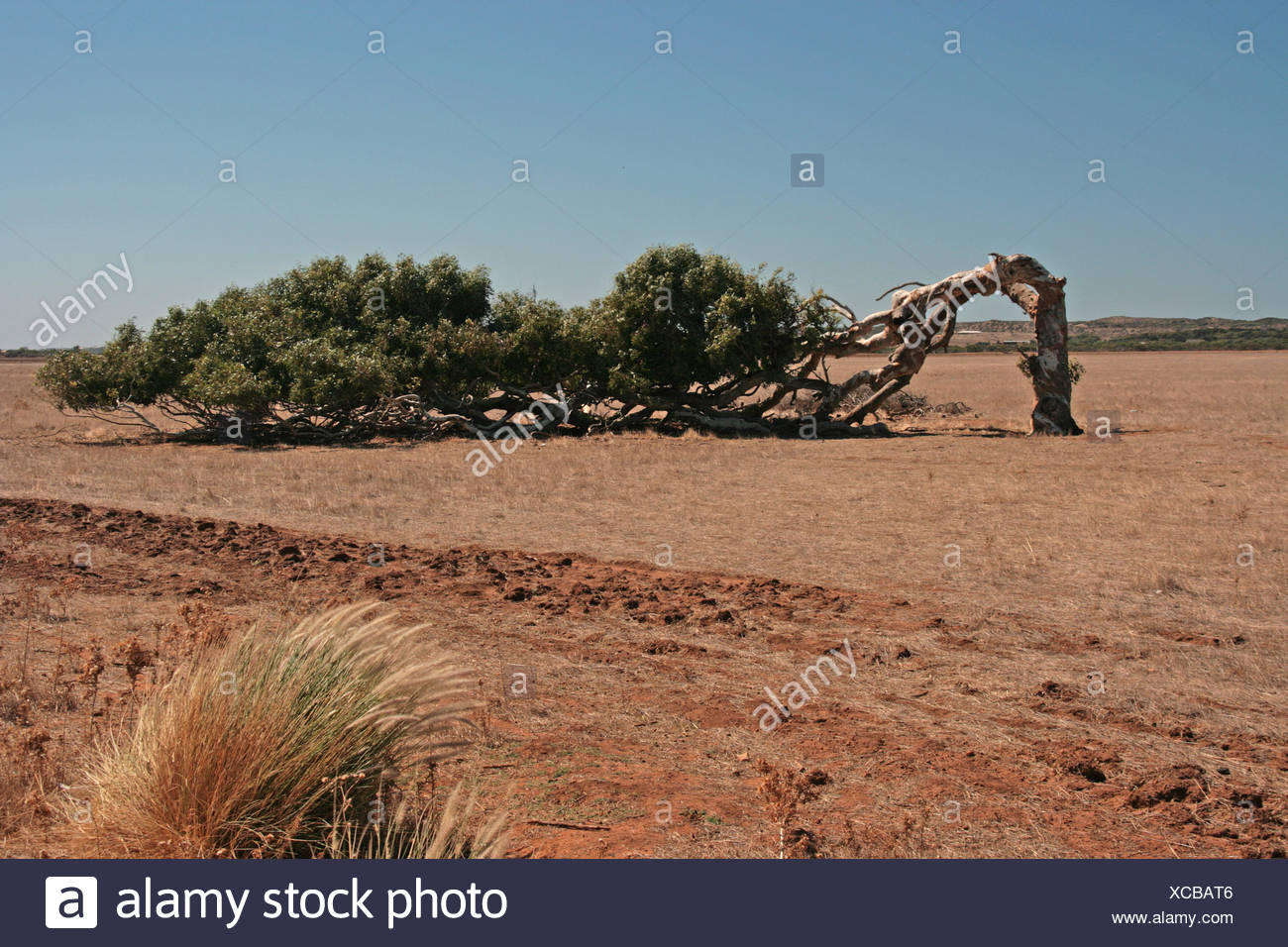 Tree Bent Wind Crooked Tree Stock Photos & Tree Bent Wind Crooked Tree ...