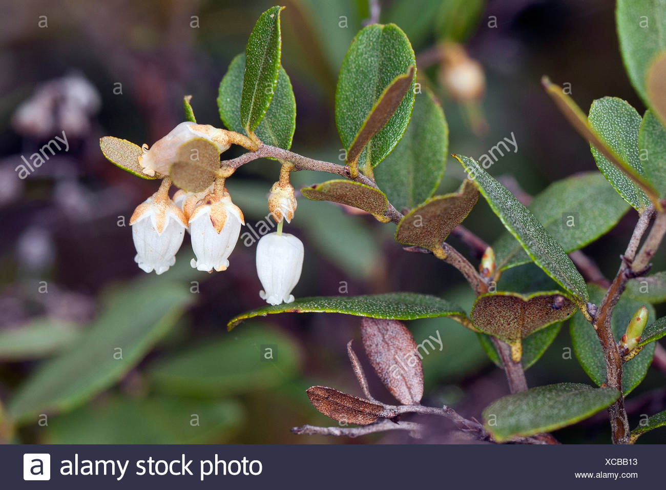 Cassandra High Resolution Stock Photography and Images - Alamy