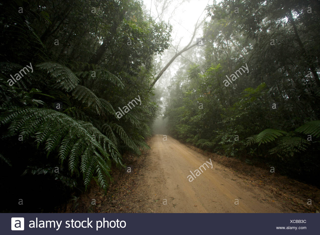 Paluma Range Tree Stock Photos & Paluma Range Tree Stock Images - Alamy