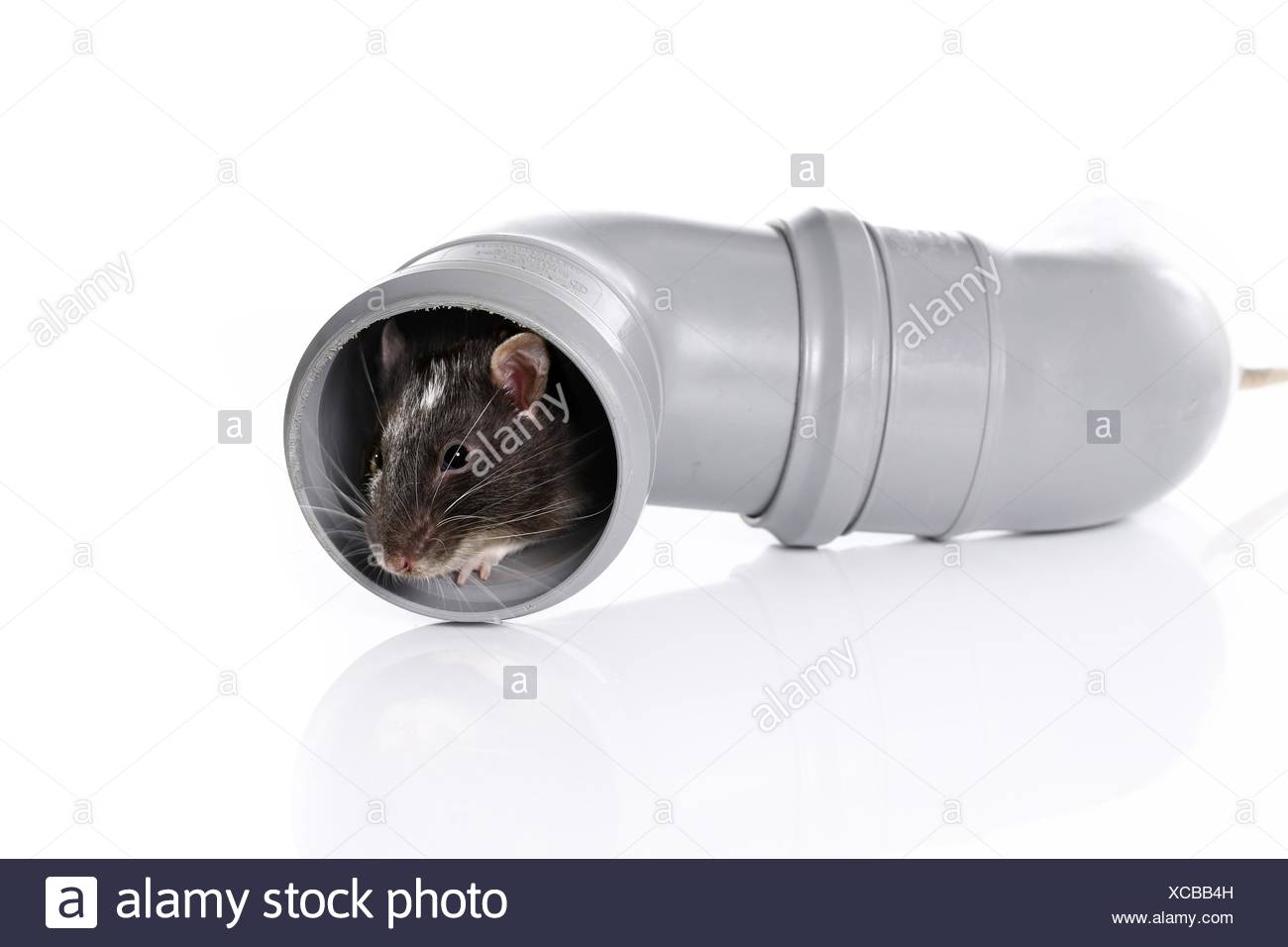 Pipe Cutout Stock Photos & Pipe Cutout Stock Images - Alamy