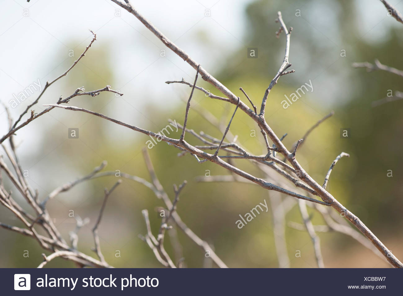 Sipyloidea High Resolution Stock Photography and Images - Alamy