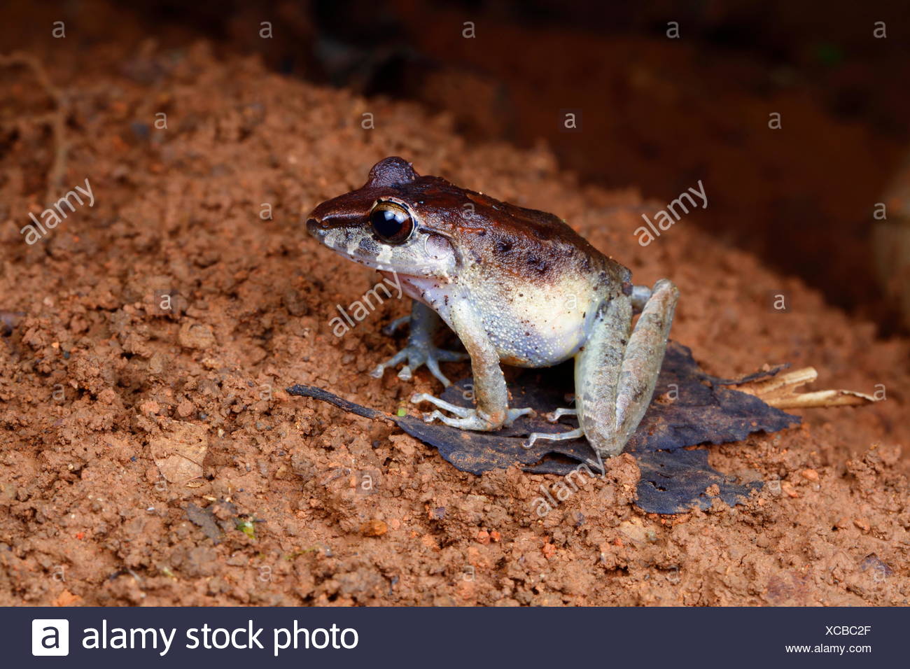 One Amphibian High Resolution Stock Photography and Images - Alamy