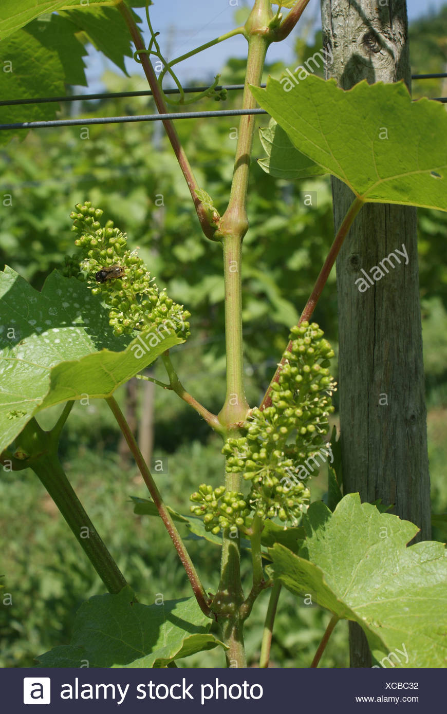 Pergola Vitis Vinifera High Resolution Stock Photography and Images - Alamy