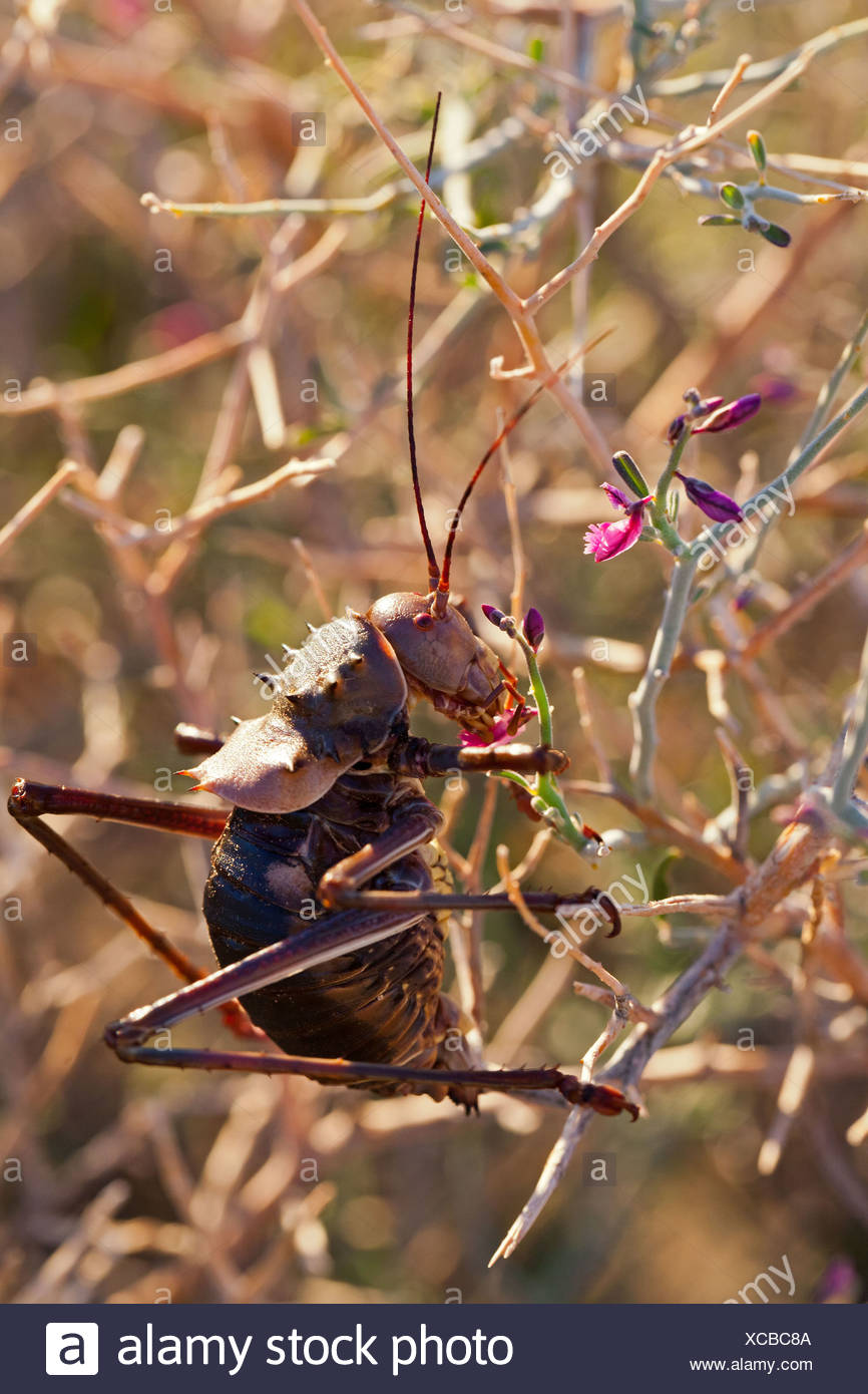 Acanthoplus Stock Photos & Acanthoplus Stock Images - Alamy