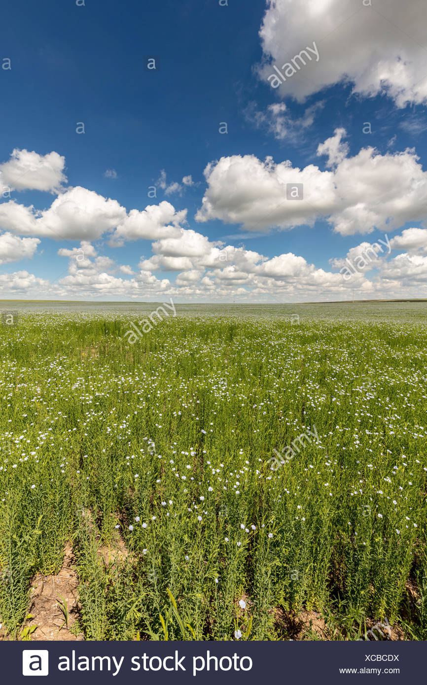 Flax Fields High Resolution Stock Photography and Images - Alamy