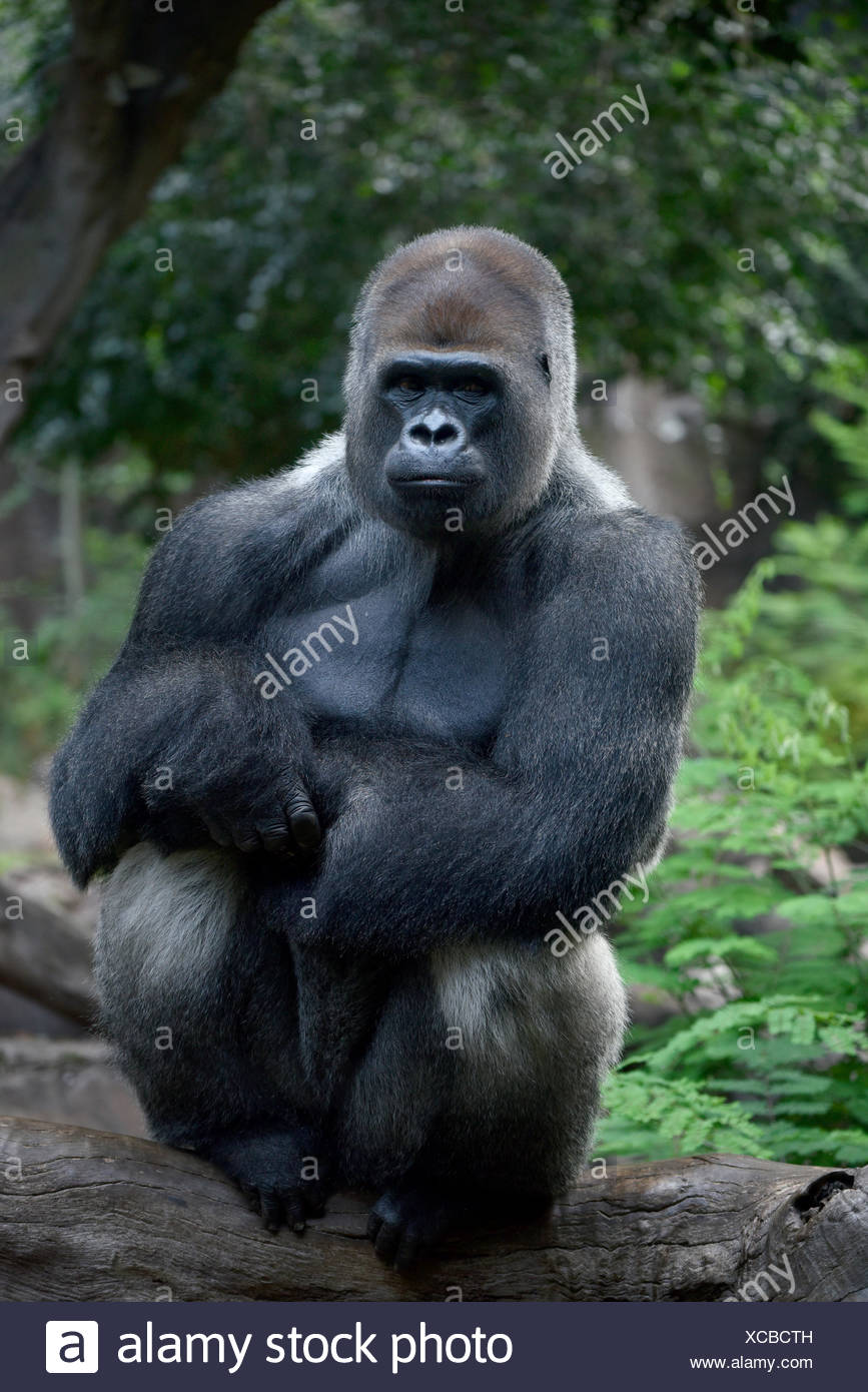 Gorilla Sitting And Looking To The Camera High Resolution Stock ...