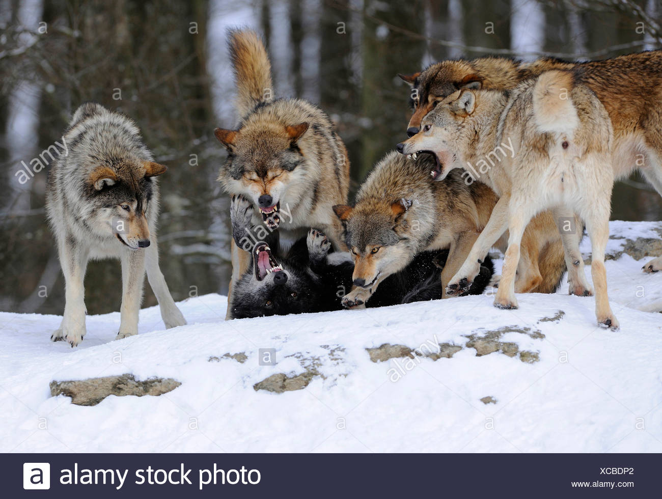 Angry Wolf Pack High Resolution Stock Photography and Images - Alamy