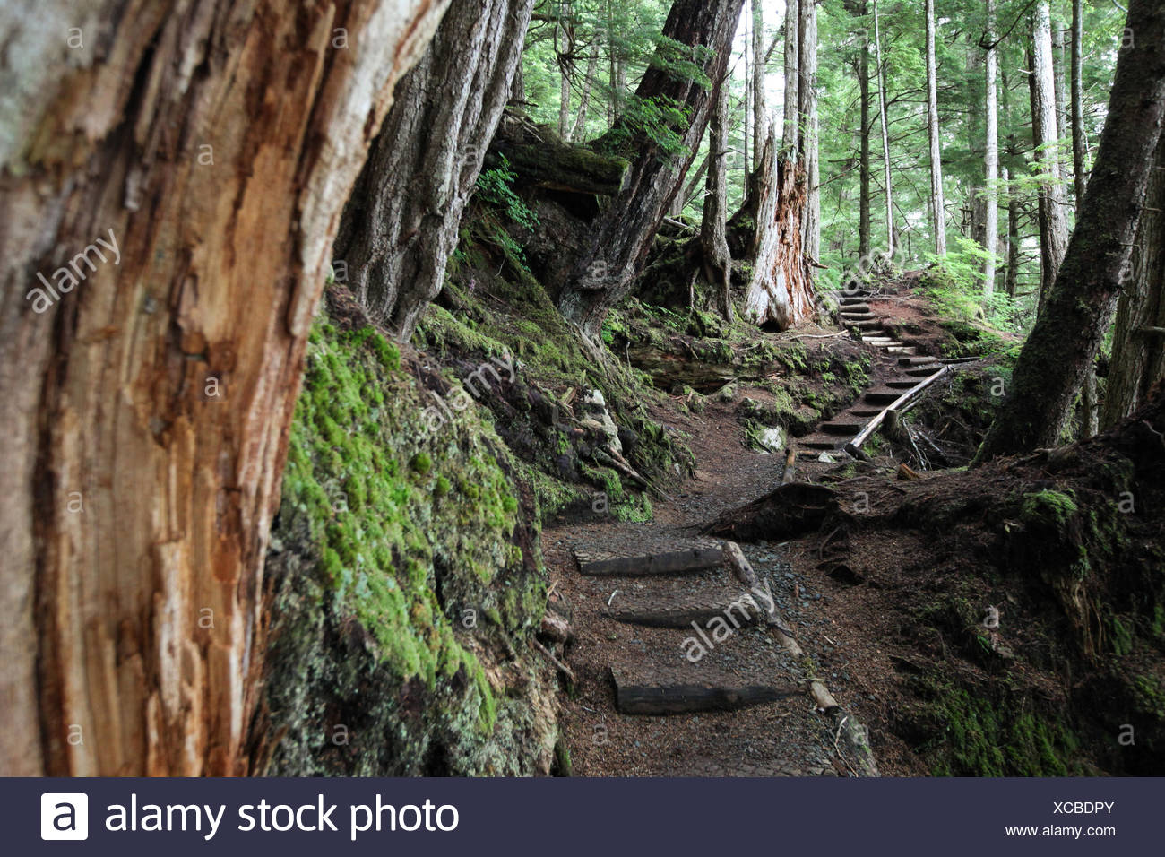 Manicured Trees Stock Photos & Manicured Trees Stock Images - Alamy
