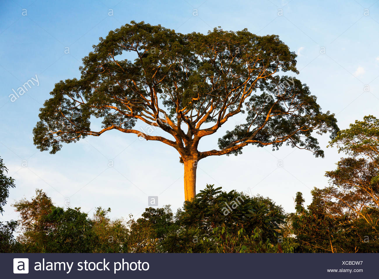 Chorisia Tree High Resolution Stock Photography and Images - Alamy