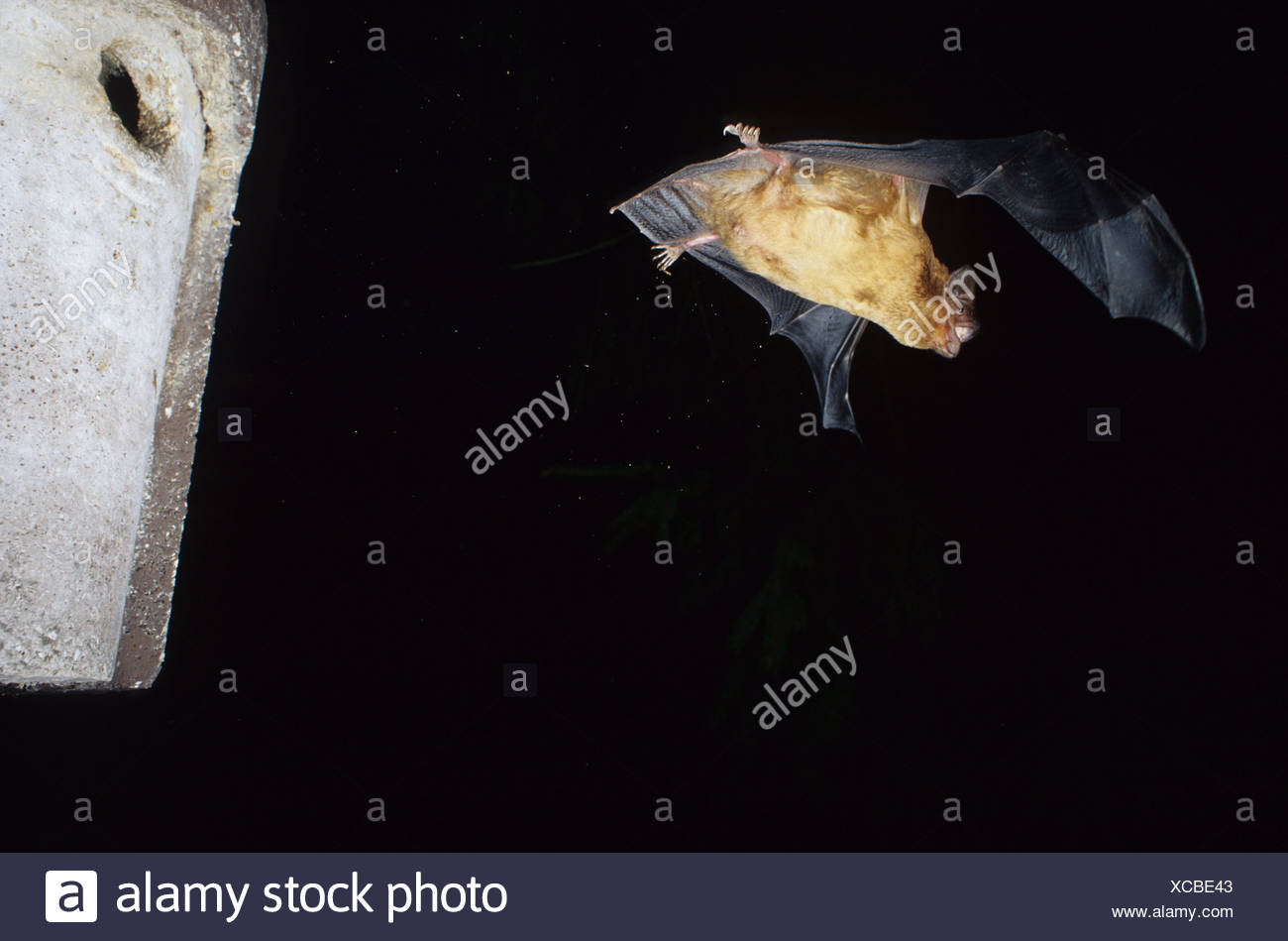 Nyctalus Noctula High Resolution Stock Photography and Images - Alamy